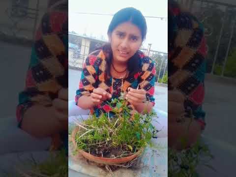 ##Makoyi... Plant.. scientific name _ solanum nigrum.. family_solenace ...