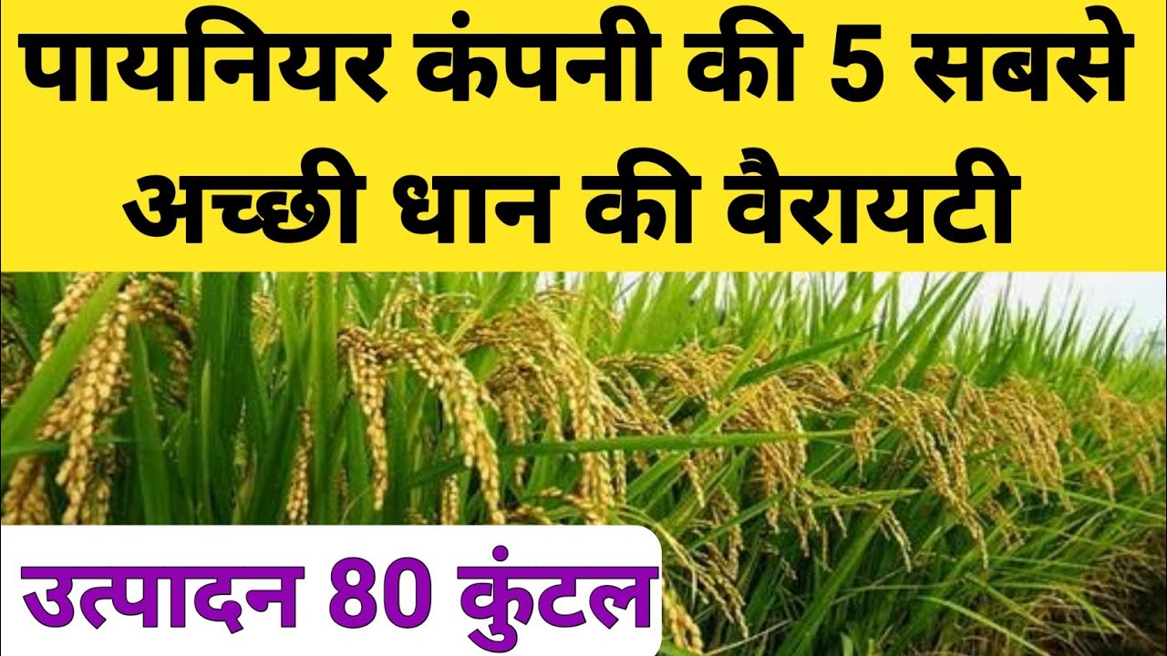 पायनियर कंपनी की 5 सबसे अच्छी धान की वैरायटी |pioneer dhan ki top ...