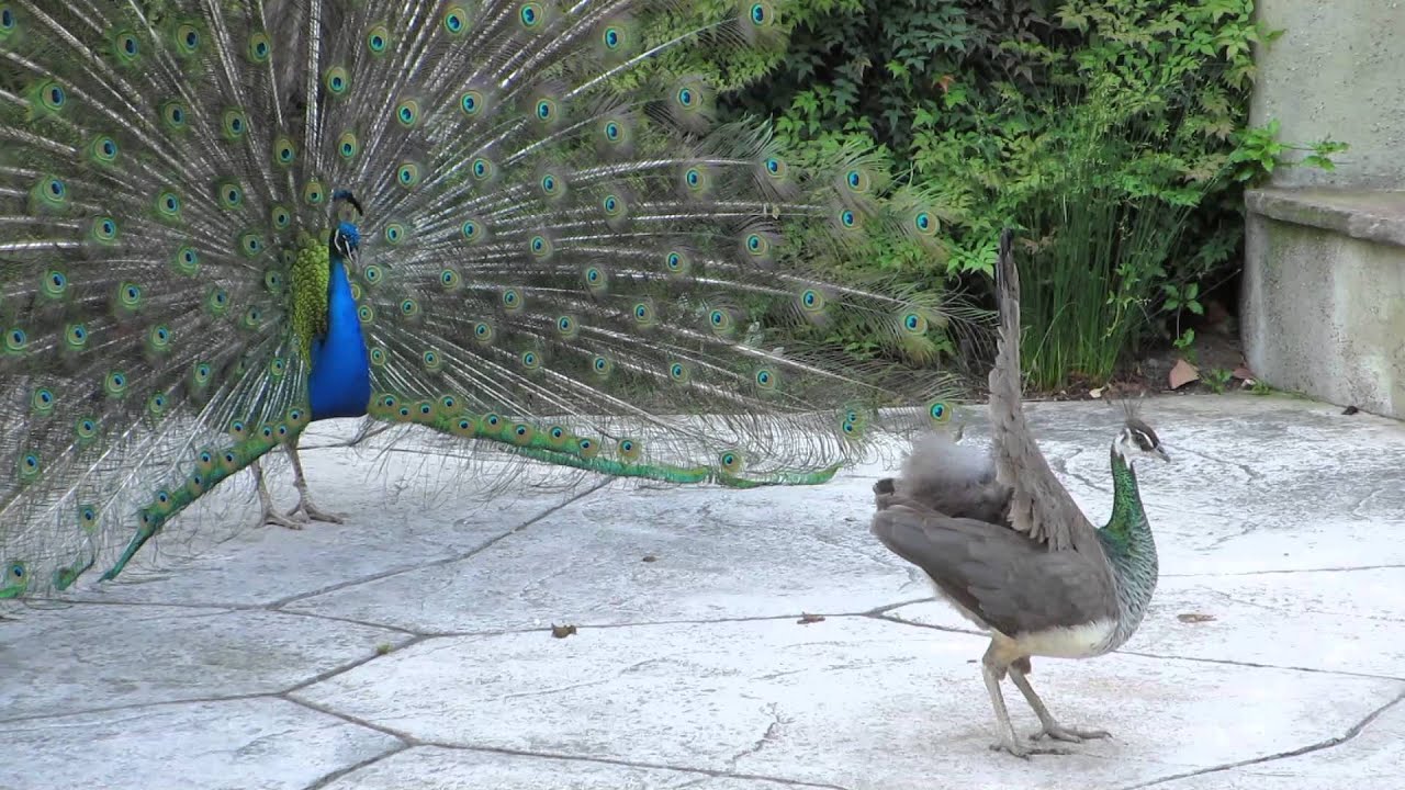 Peacock and Peahen Display 2 - YouTube