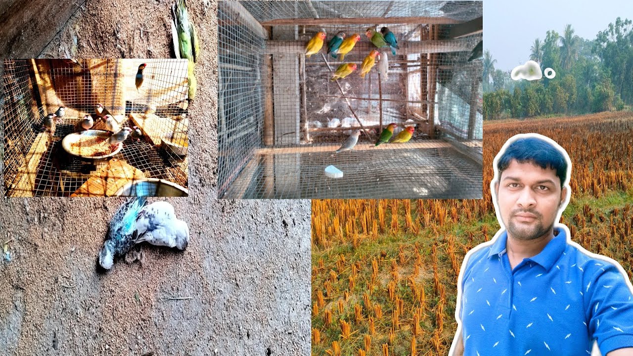 I went to see Love Bird's Farm ll love bird ll Java ll finches setup ll ...