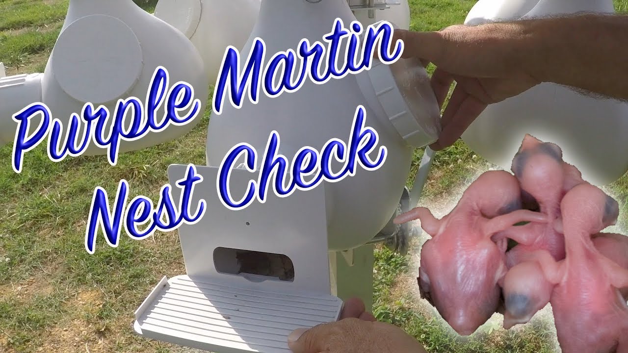 Purple Martin Nest Check - YouTube