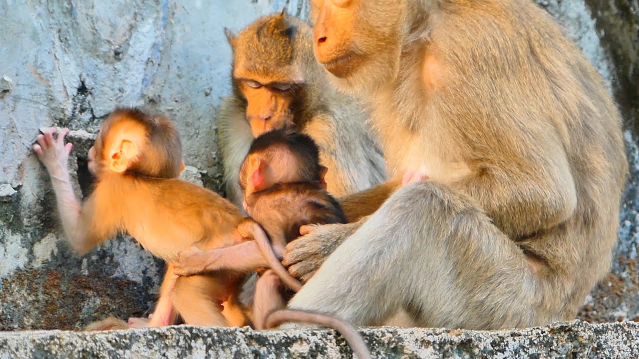 Very big love..! Baby Berron is very small but she wants to take care ...