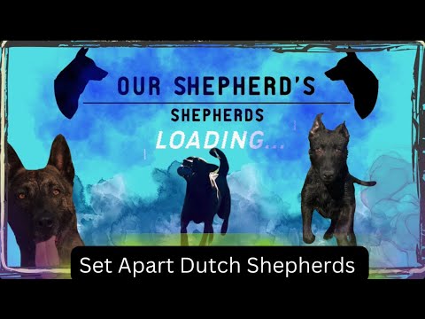 TOP REASONS WHY YOU SHOULD OWN A FCI DUTCH SHEPHERD @Our Shepherds ...