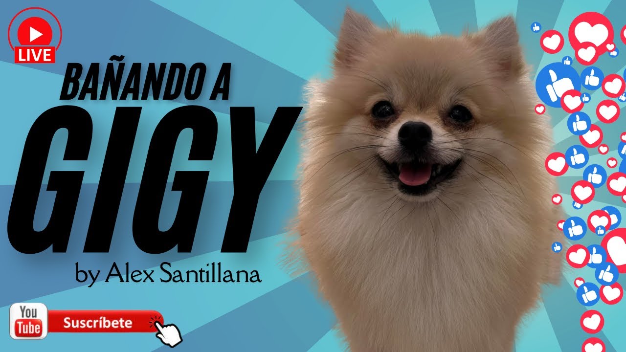 Bañando a Gigy y Platicando con los fans - YouTube