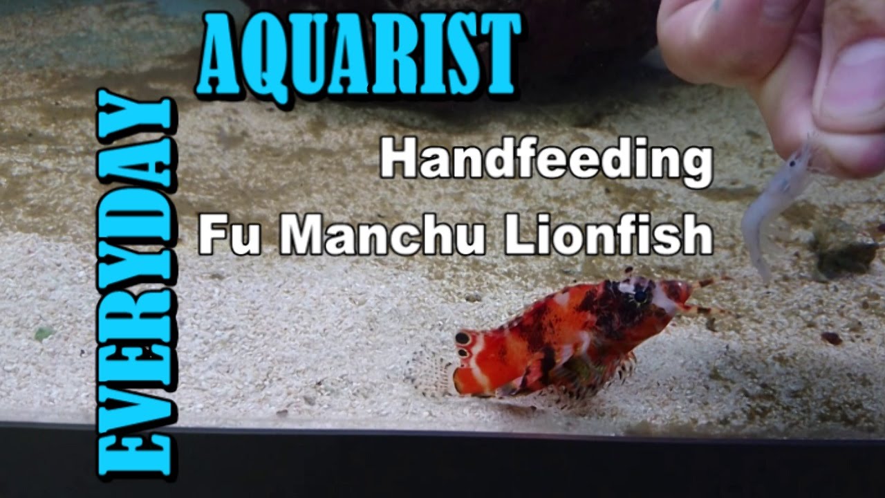 Hand Feeding Fu Manchu Lion fish Frozen Shrimps - YouTube