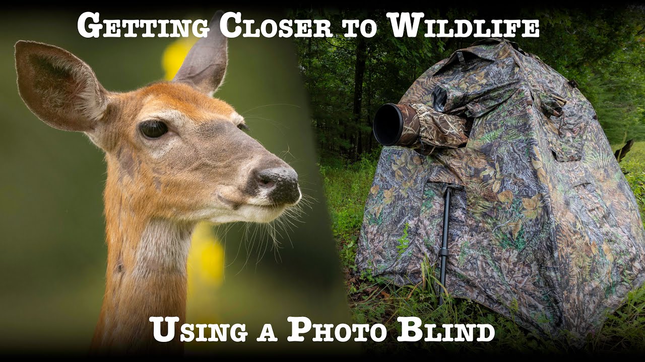 Getting Closer to Wildlife Using a Photo Blind: Tips on how to use a ...