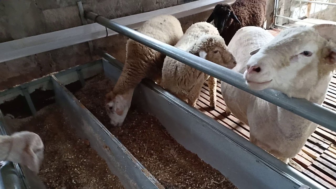 Tips singkat ternak domba yang menguntungkan - YouTube