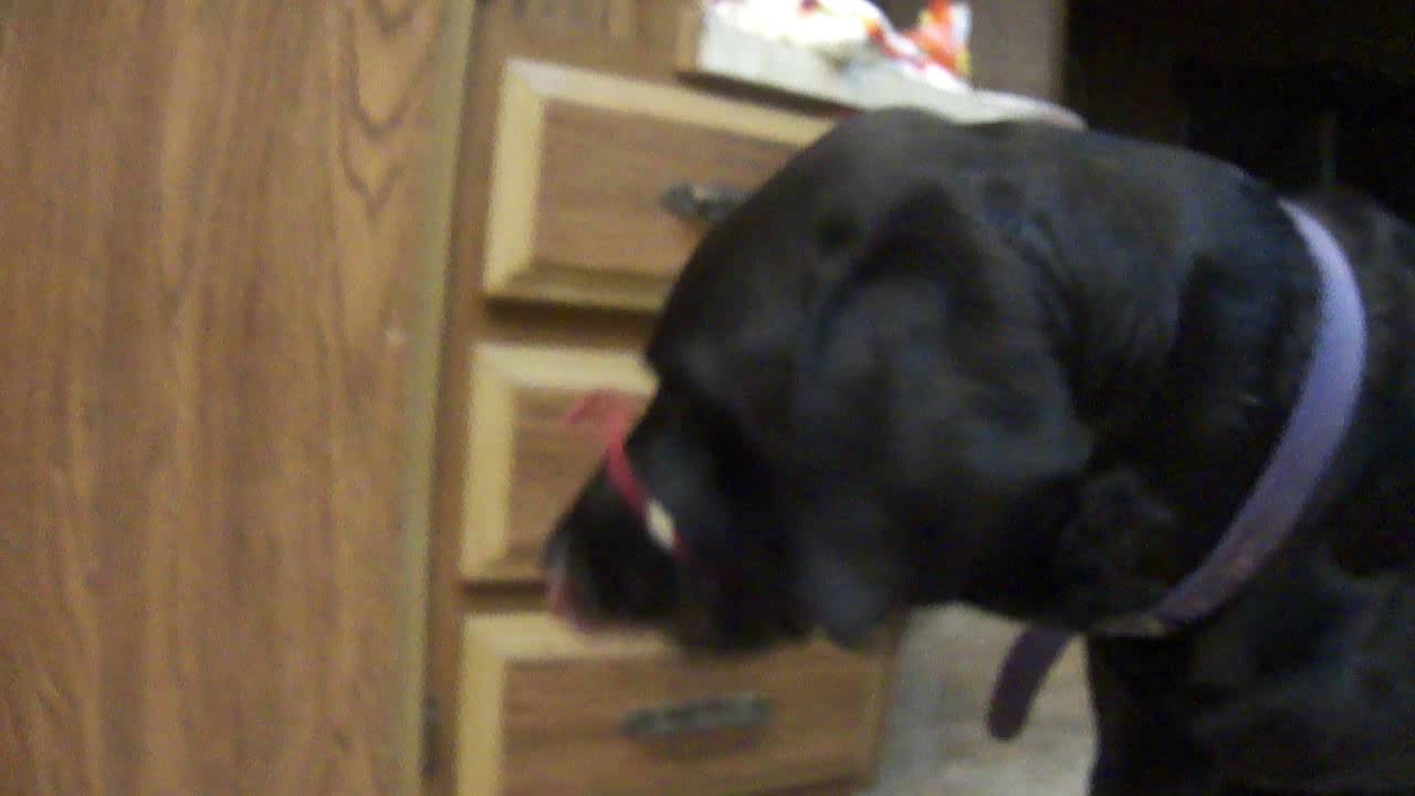 Trigeminal Neuritis in canine - YouTube