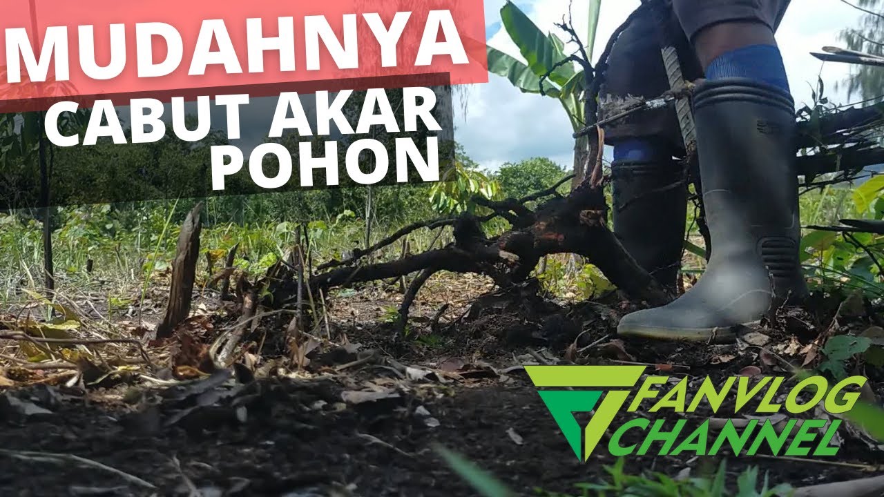 MUDAHNYA CABUT AKAR POHON - YouTube