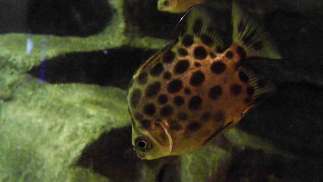 fish with poisonous spines, spotted scat, Scatophagus argus - YouTube