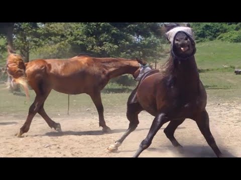 These Funny Horses are a must watch! - Funniest Horses Videos P3