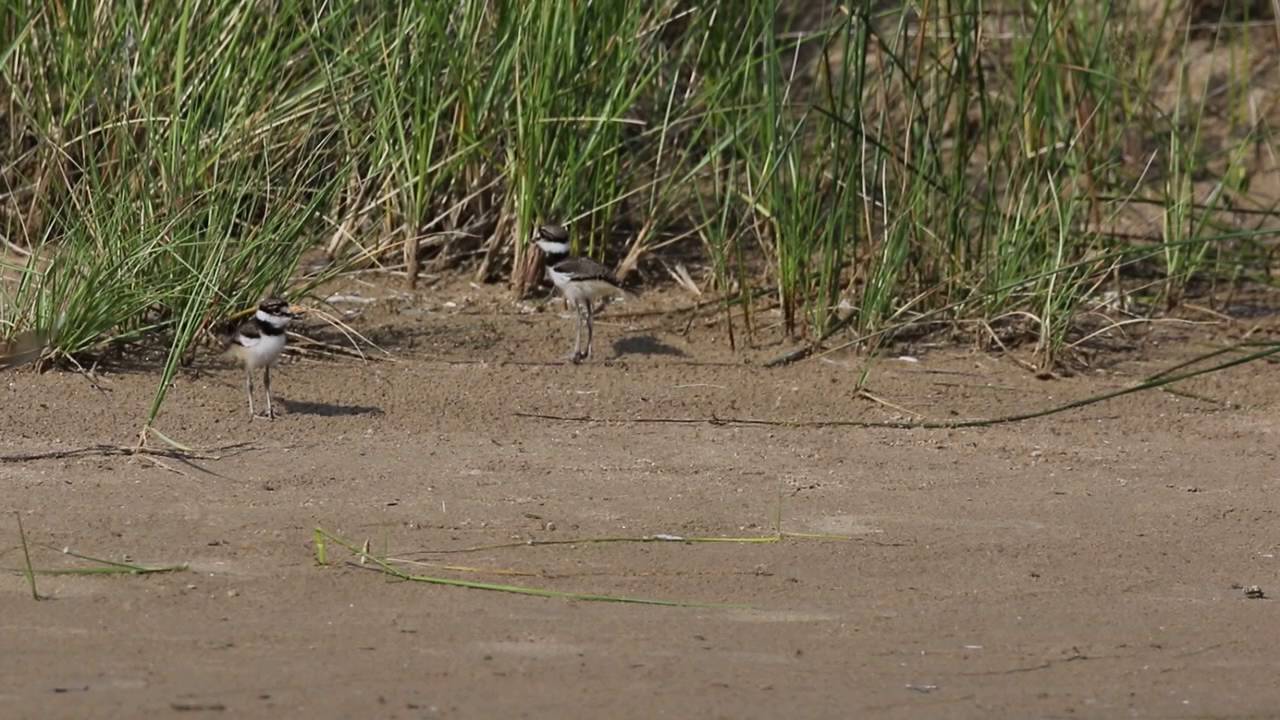 Killdeer Fledglings - YouTube