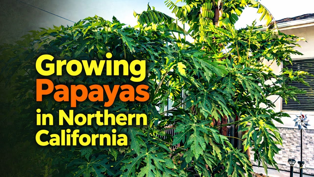 How to Grow Papaya in Northern California / Zone 9B - YouTube