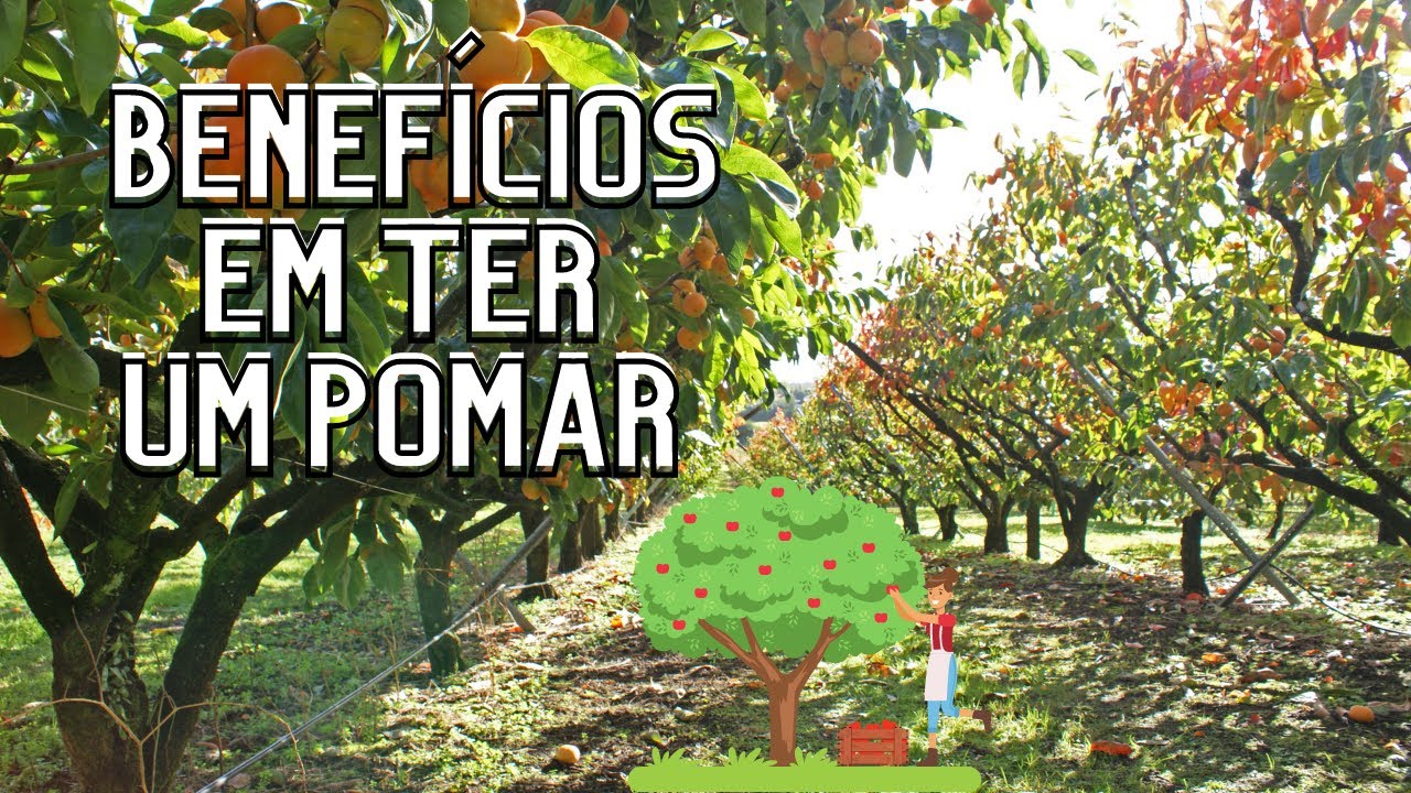 O que é pomar - YouTube