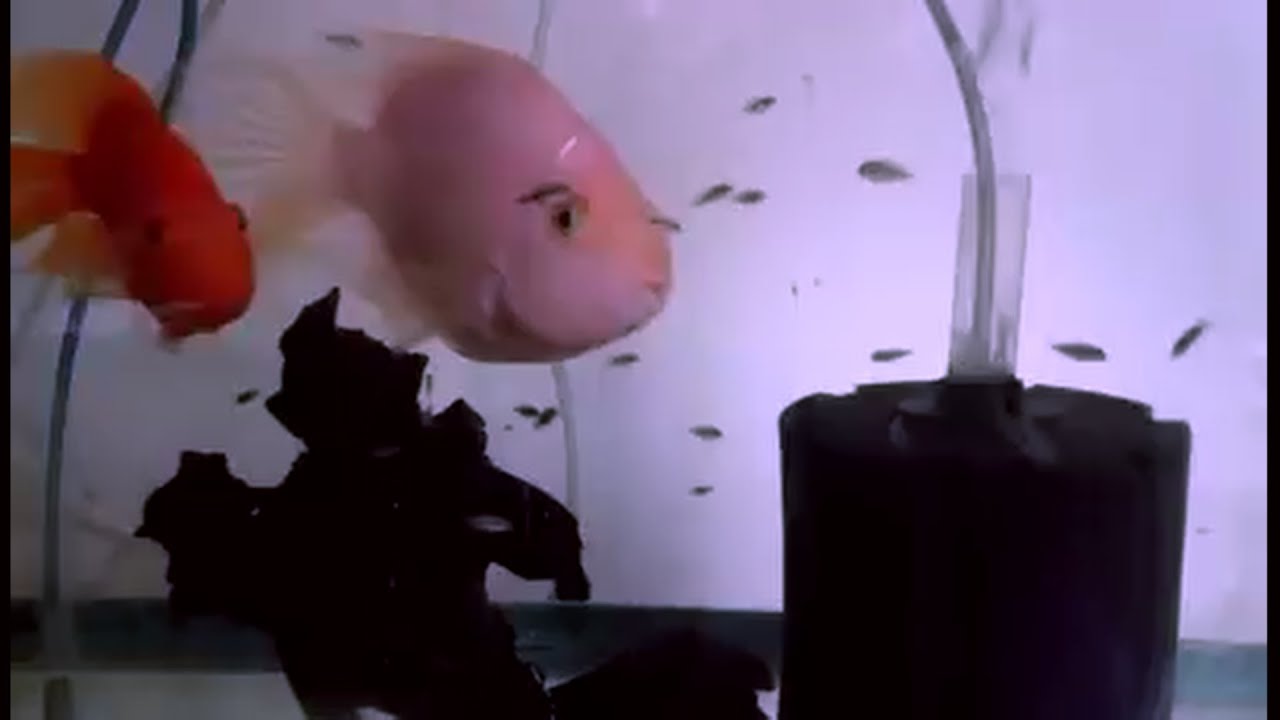 Fertile male parrot fish- Myth - YouTube