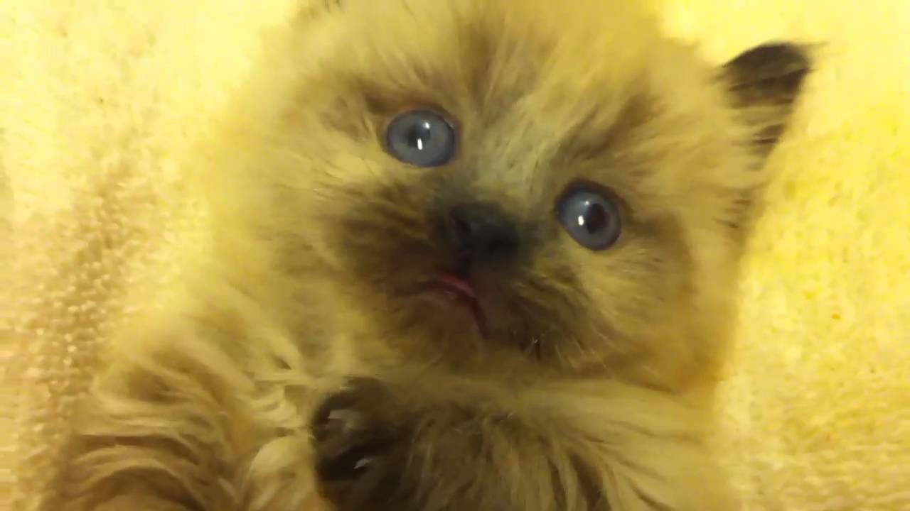 Himalayan Munchkin Cat