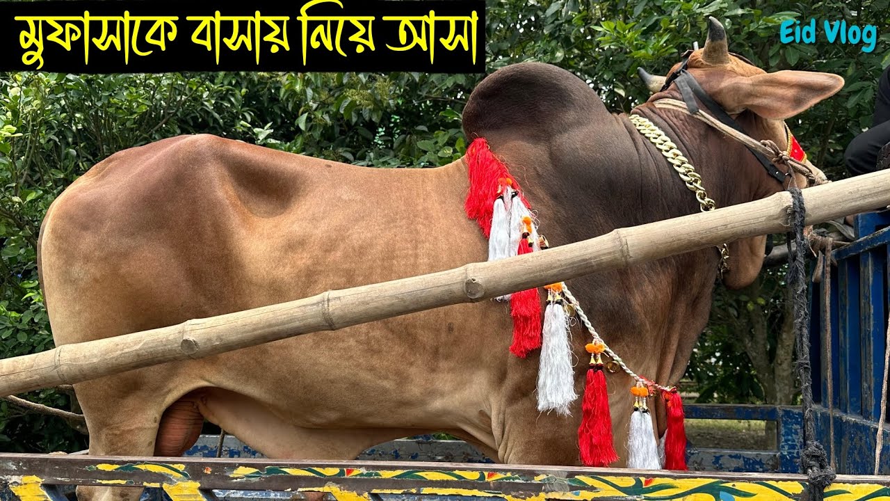 কুরবানীর গরু (মুফাসা) কে বাসায় নিয়ে আসার গল্প | দা*ম কত ? # ...