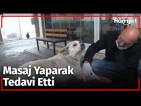 Trabzon'da Patisini Tedavi Ettiği Köpekle Esnafın Duygulandıran Sevgi Bağı!