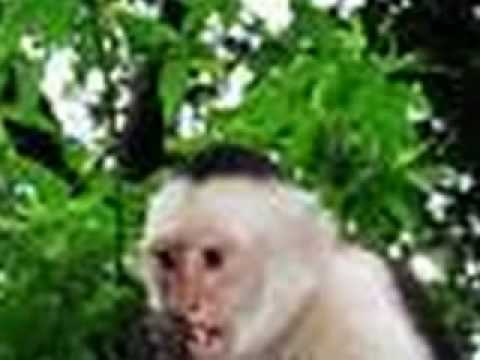 WTF MONKEYS LIFE CYCLE - YouTube