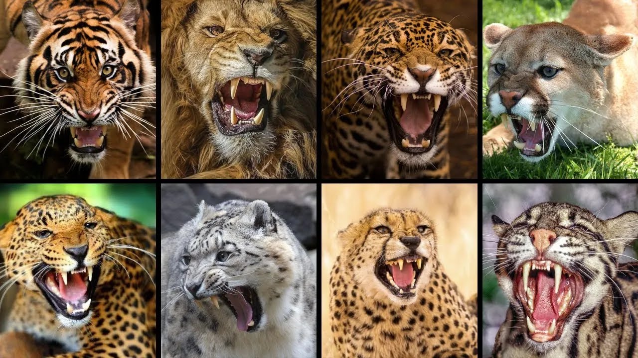 All Big Cat Roar Sound YouTube all-big-cat-roar-sound-youtube