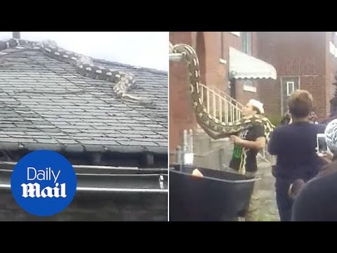 Terrifying moment giant python is found crawling on Detroit garage ...