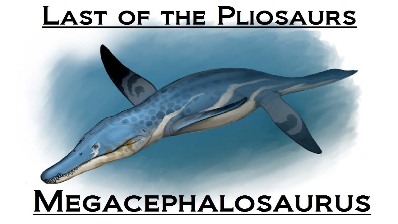 Prehistoric Breakdown: Megacephalosaurus - YouTube