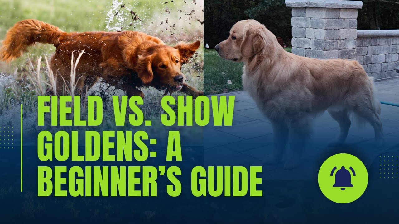 Field vs. Show Golden Retrievers: History, Health & Choosing the Right ...