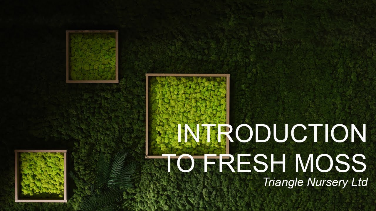 Introduction to Fresh Moss - Wholesale Direct UK - YouTube