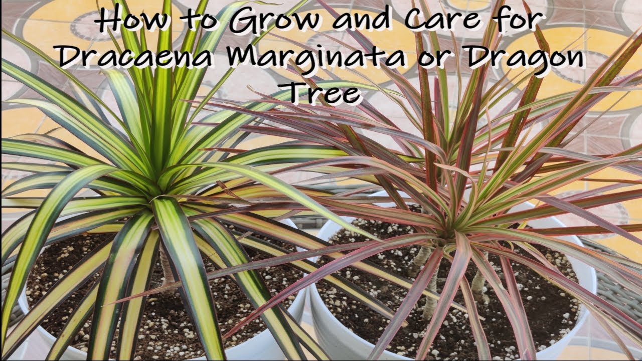 How to Grow and Care for Dracaena Marginata or Dragon Tree - YouTube