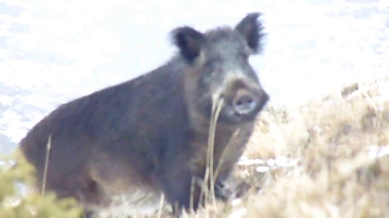 Abruzzo,cinghiali e cane da pecora abruzzese - YouTube