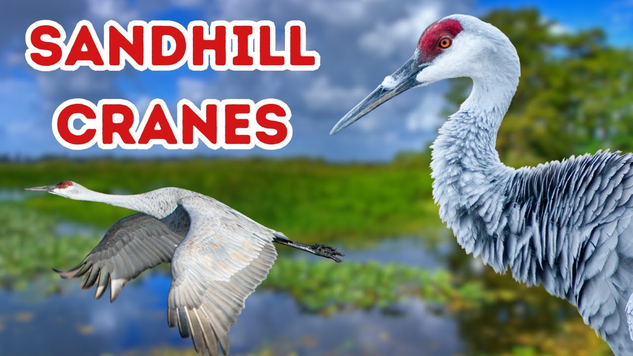 Sandhill Crane Fun Facts That Will Make You Smile! - YouTube