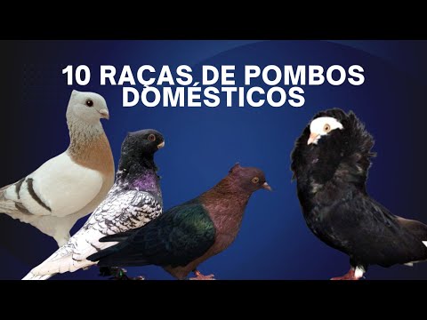 10 Raças de Pombos Domésticos