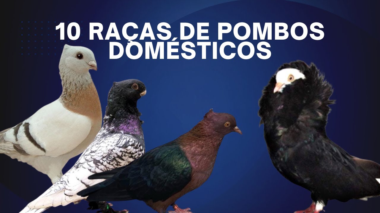 10 Raças de Pombos Domésticos - YouTube