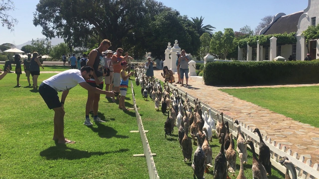 The Duck Parade - Vergenoegd Wine Farm - YouTube