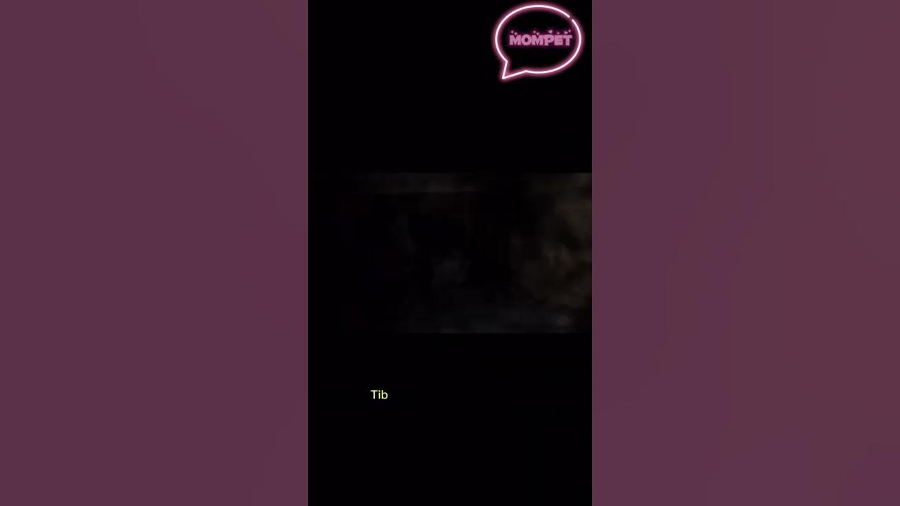 Kucing Persia Kawin Sama Kucing Kampung ANAKNYA JADI KUCING? - YouTube