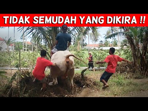 PROSES MELATIH SAPI TUNGGANG | NGERI NGERI SEDAP