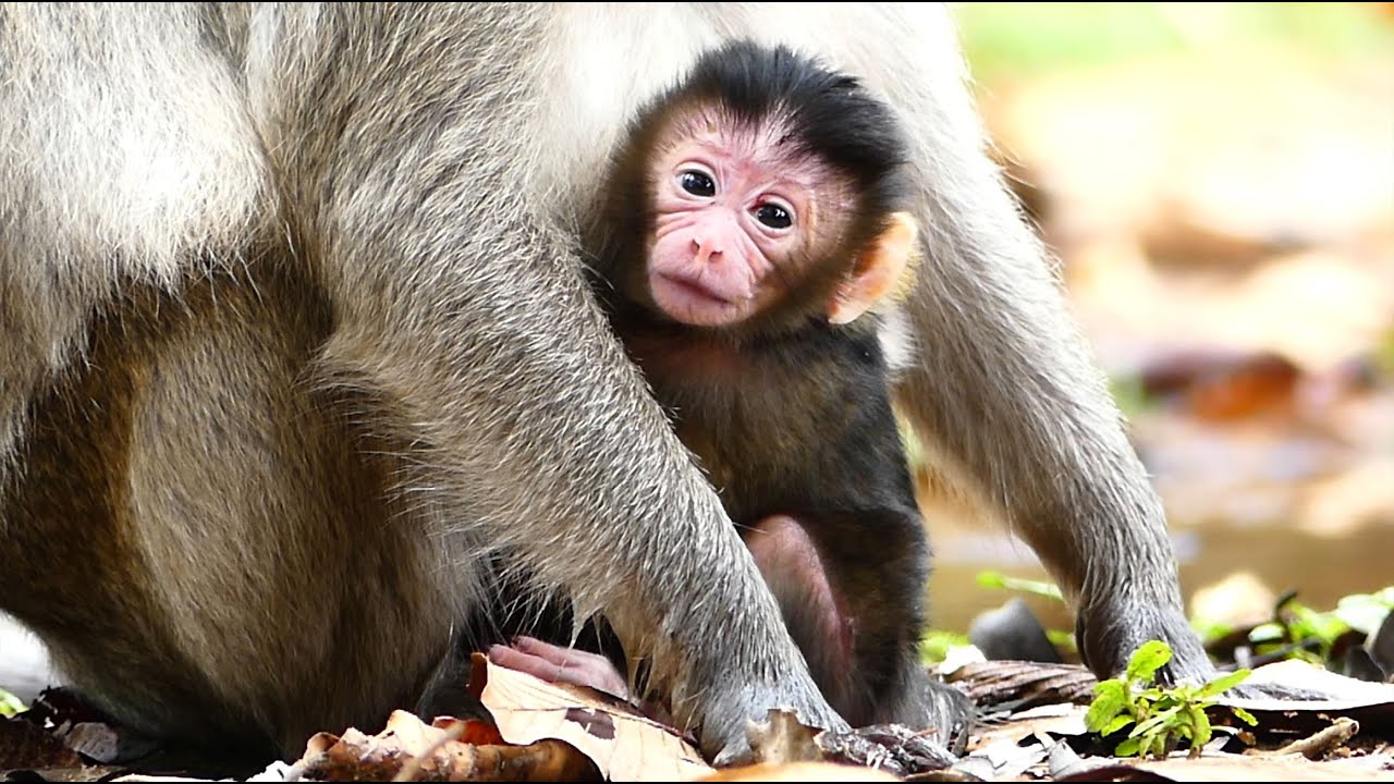 Lovely So Much BB Monkey Aria With Her Face Full Of Pink and Red Color ...