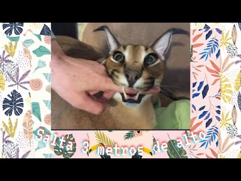 La raza del gato floppa - YouTube