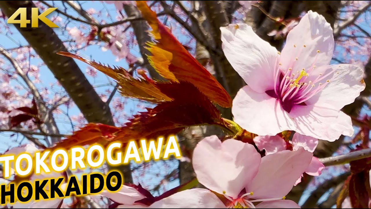 Tokoro River and Sakura walk in Hokkaido Japan [4K] - YouTube