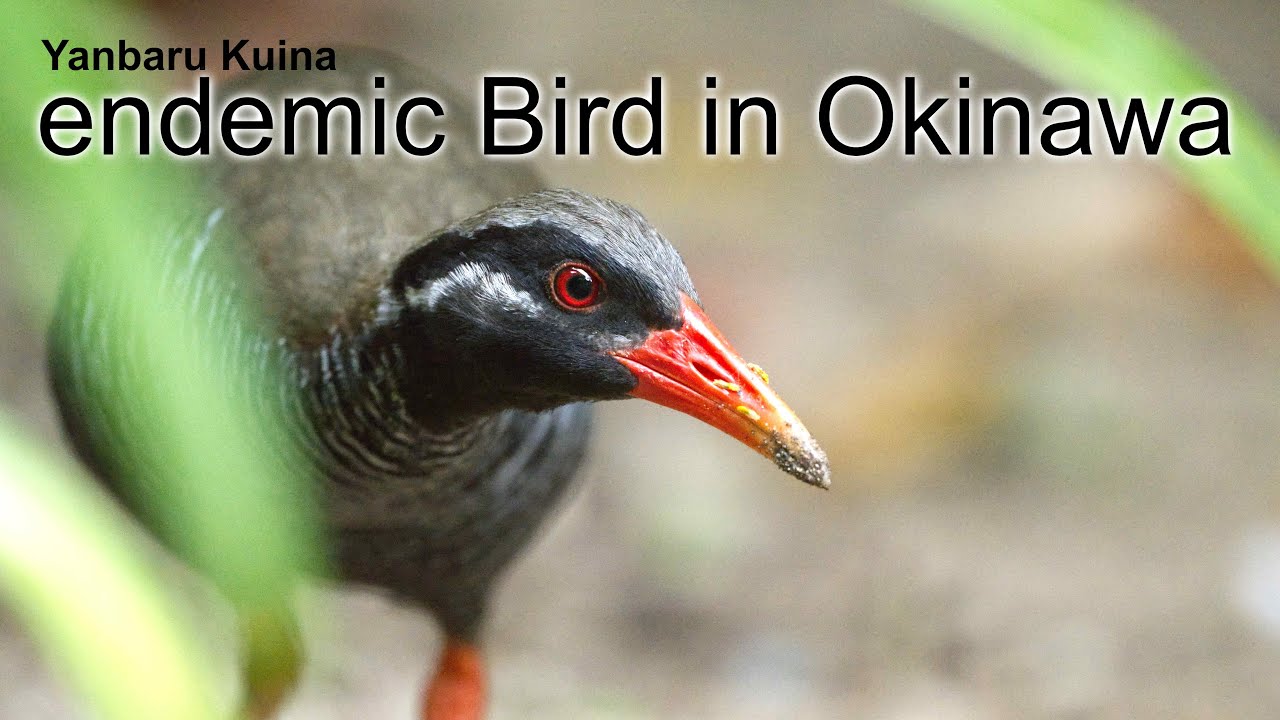 Kuina Everywhere! Birding in Yanbaru National Forest… Again ...