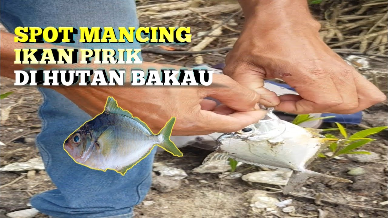 'SPOT MANCING IKAN PIRIK. - YouTube