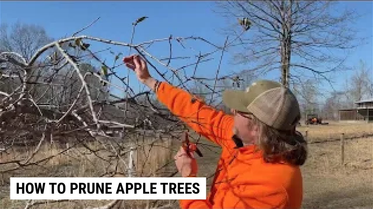 Pruning Apple Trees For More Fruit Production - YouTube