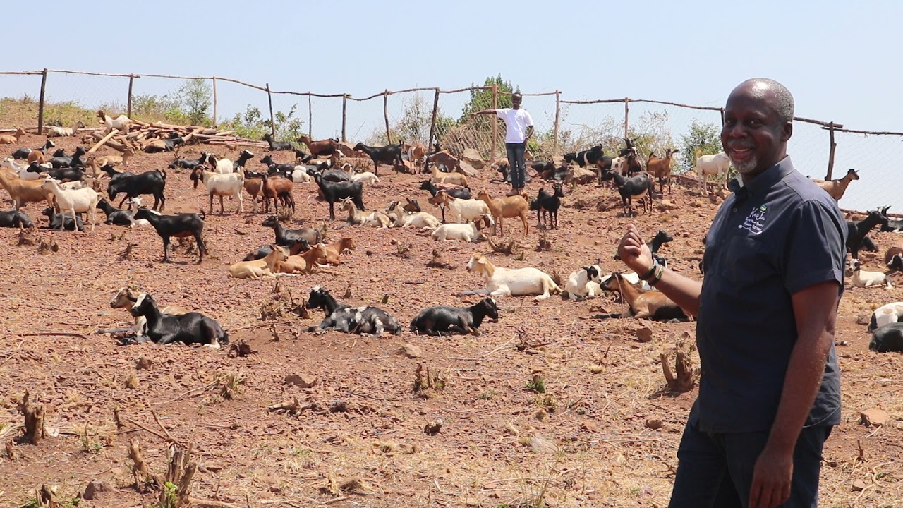 Assessing the Goats at Kava Juru Farms in Rwanda - YouTube