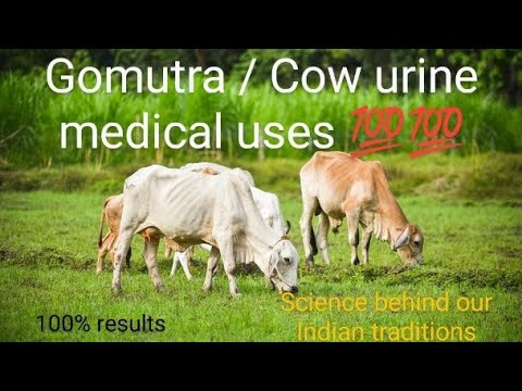 Gomutra / Cow urine unknown facts and uses / medical benefits or ...