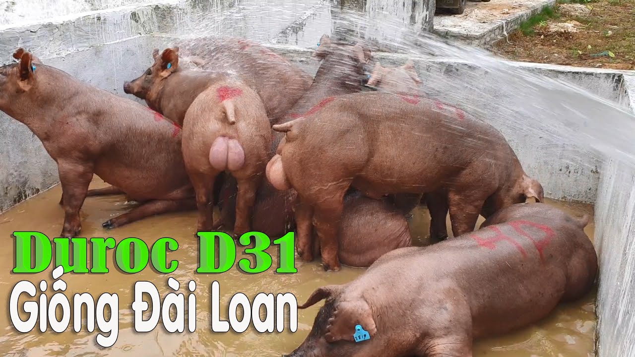 Heo đực giống HB Duroc D31 Đài Loan tại trại chăn nuôi heo giống | Heo ...
