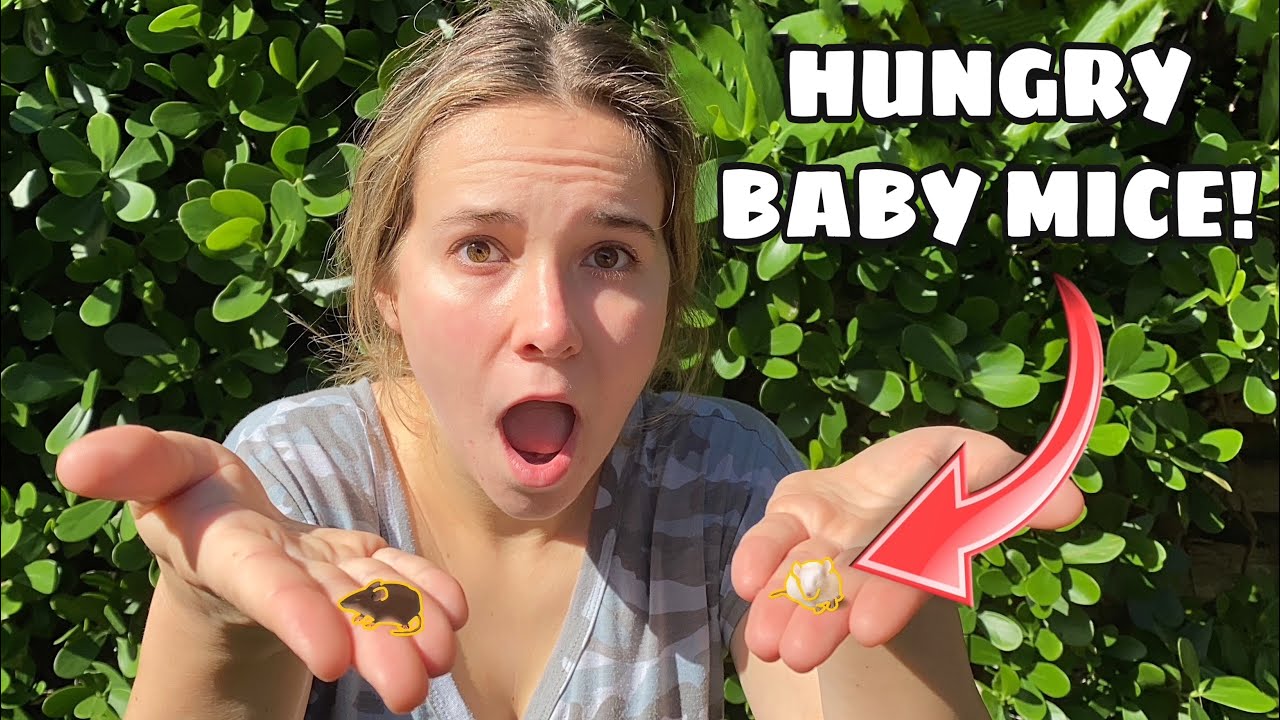 HAND FEEDING MY BABY MICE! - YouTube
