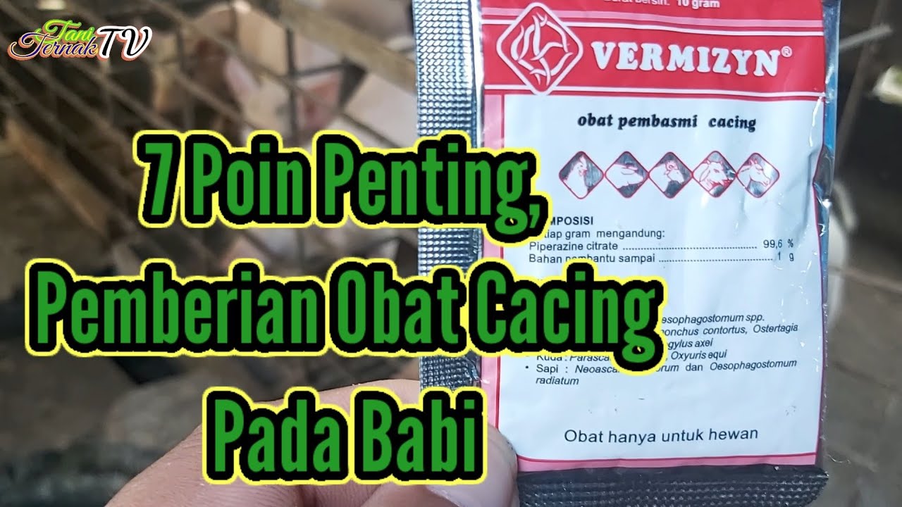 7 Poin Penting, Pemberian Obat Cacing Pada Babi - YouTube
