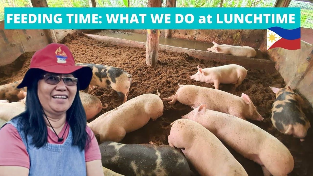 PIG FEEDING TIME | LUNCH FOR OUR FATTENERS: A SHORT UPDATE | HOG ...