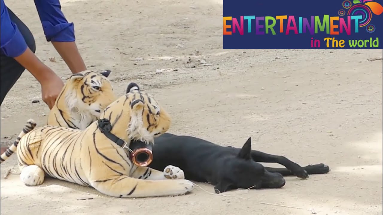 fake tiger and dog 2021 funny prank - YouTube
