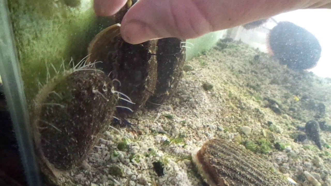 Feeding my abalone - YouTube